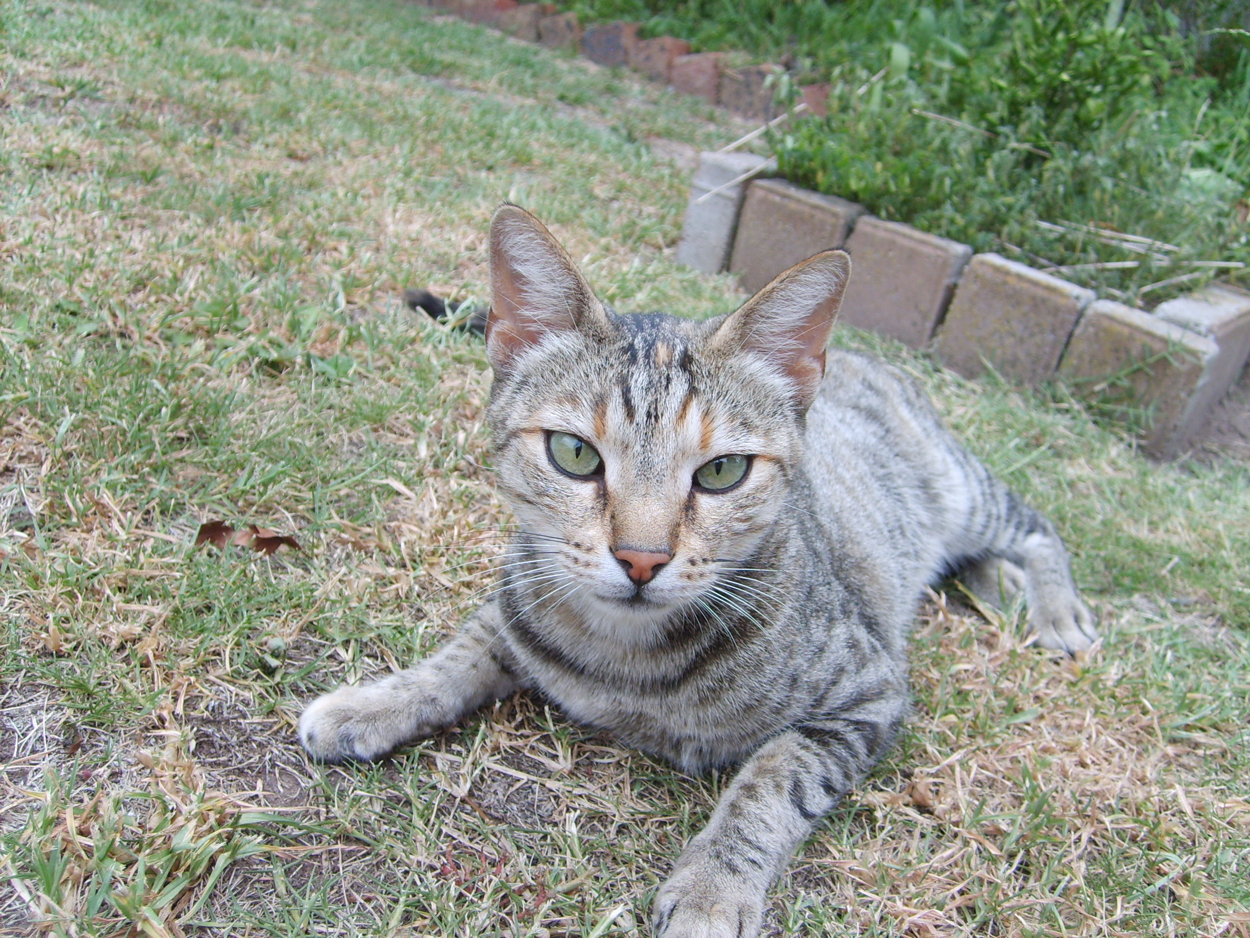 Help Cats In Need – Jessica Cares